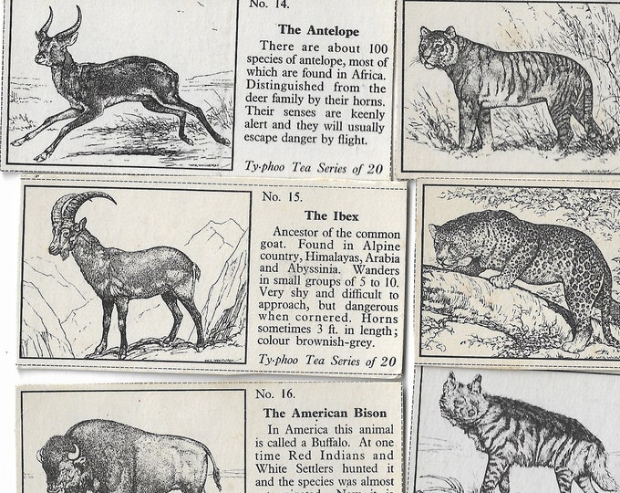20 Vintage Tea Cards Wild Animals. 1955. Full Set. Typhoo Tea. Cute ...