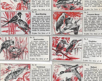 Typhoo Tea Cards - Etsy