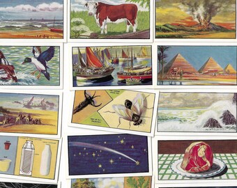 Typhoo Tea Cards - Etsy