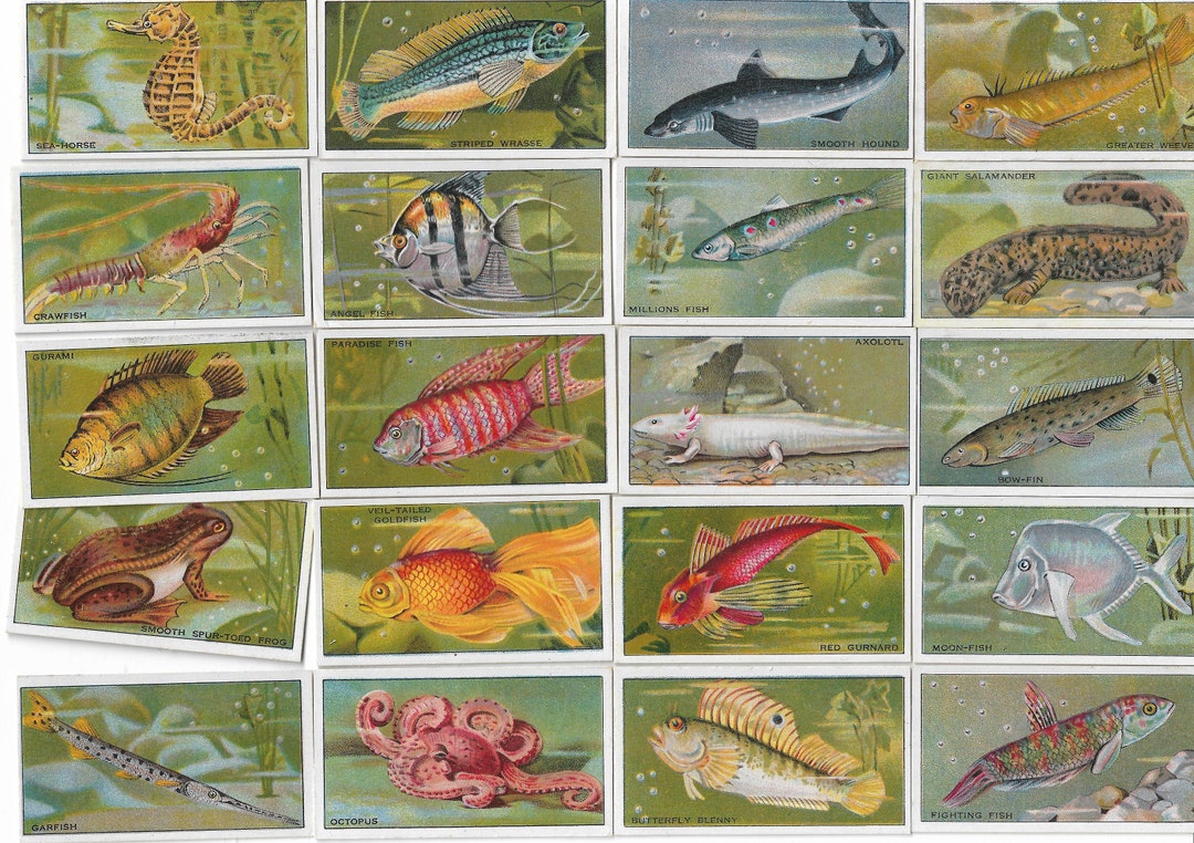 35 Vintage Cigarette Cards - at the London Zoo Aquarium. 1928. Full Set ...