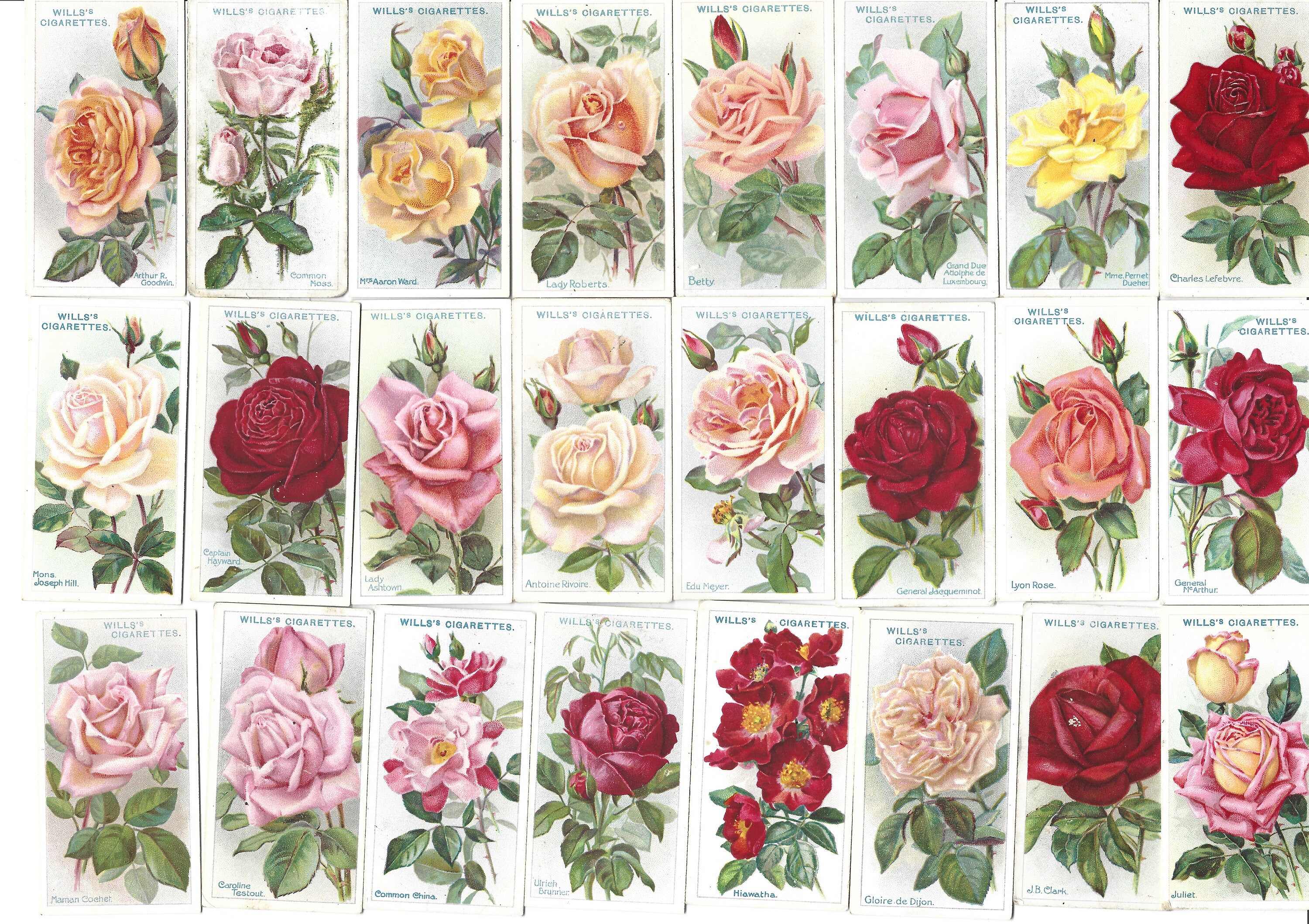 50 Vintage Cigarette Cards Roses. 1926. Full Set. Wills - Etsy