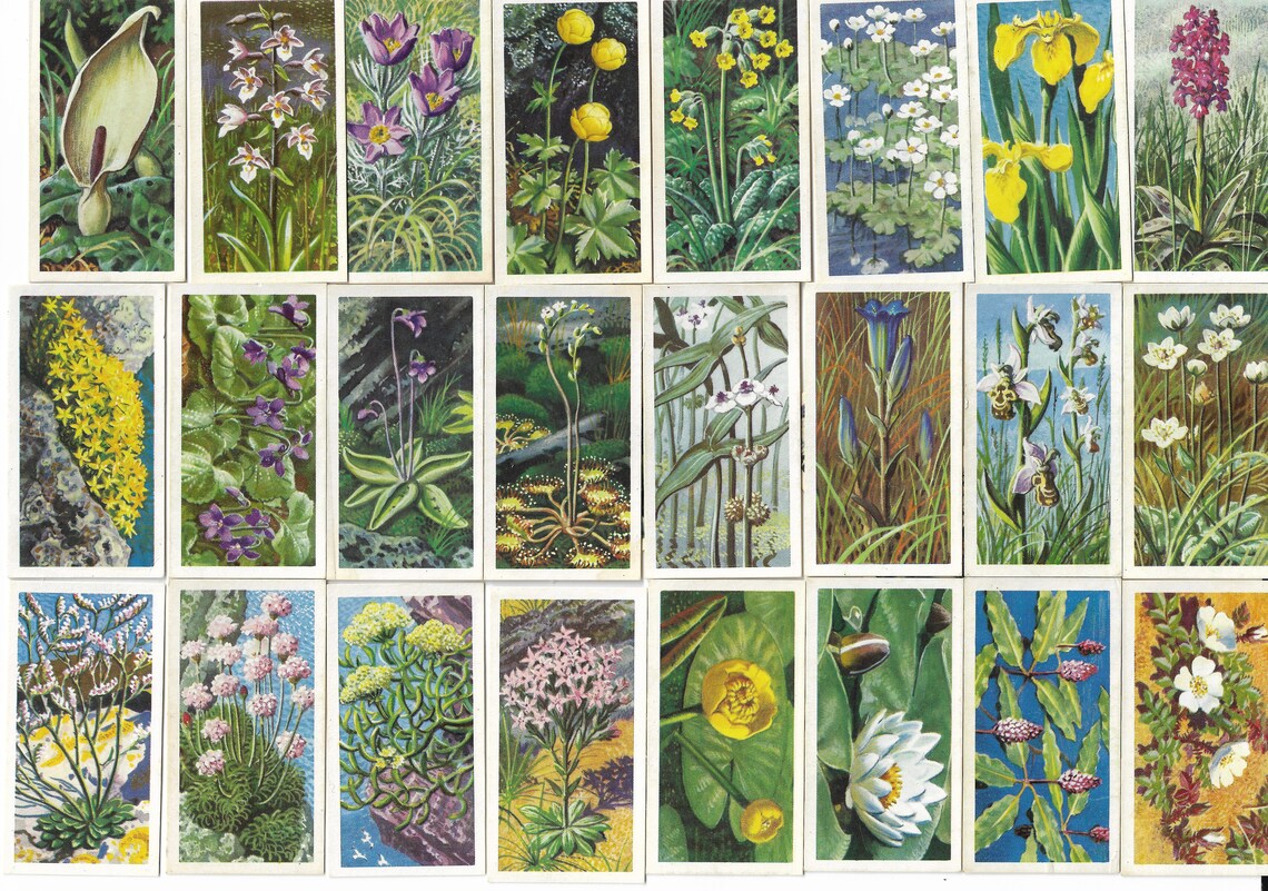50 Vintage Tea Cards - Wild Flowers. Brooke Bond. Full Set. Original ...