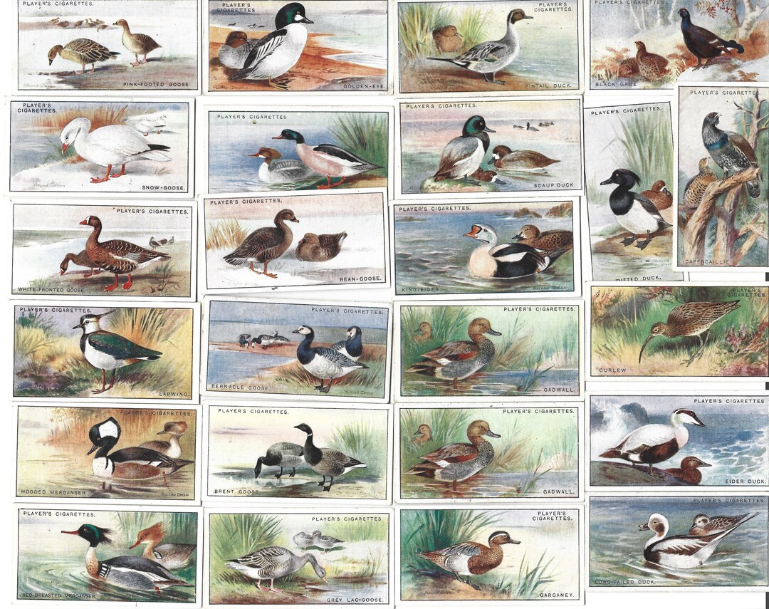 50 Vintage Cigarette Cards - Game Birds & Wild Fowl. 1927. Full Set ...