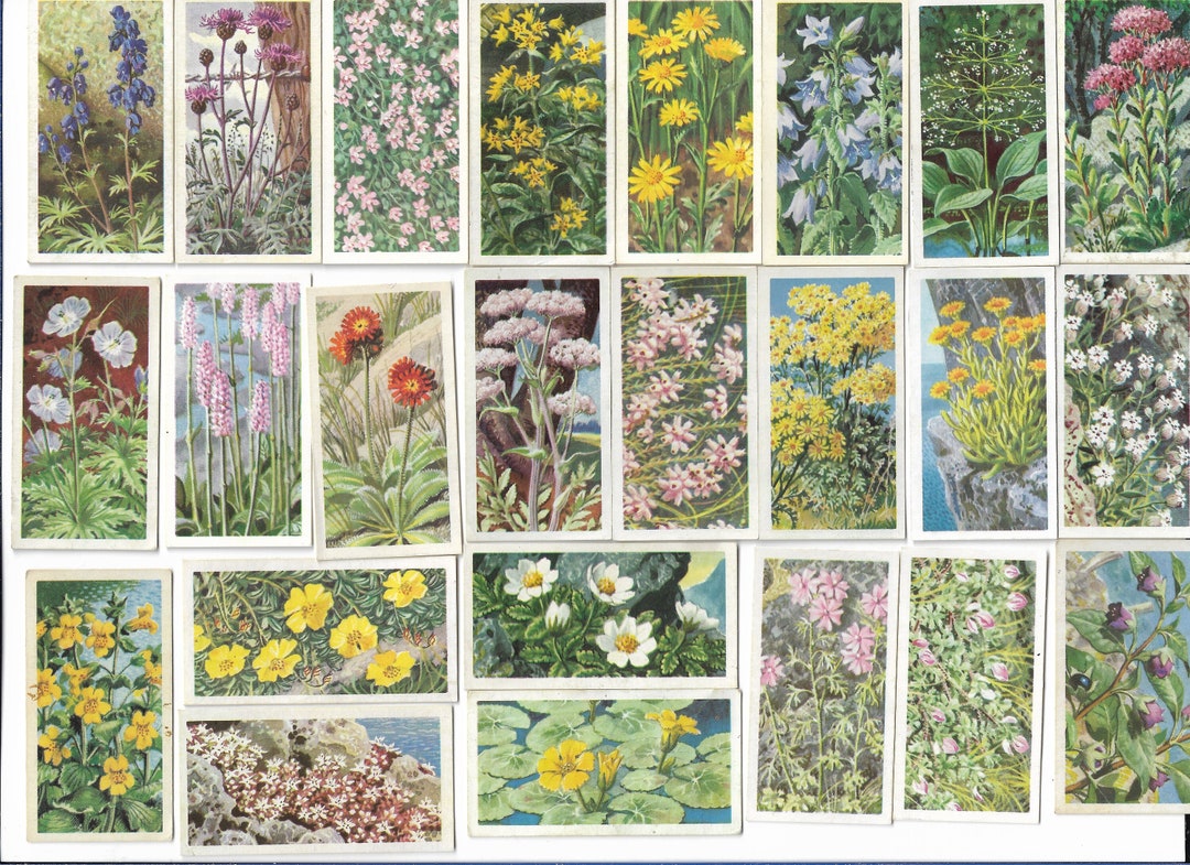 50 Vintage Tea Cards - Wild Flowers (series 3). Brooke Bond. Full Set ...