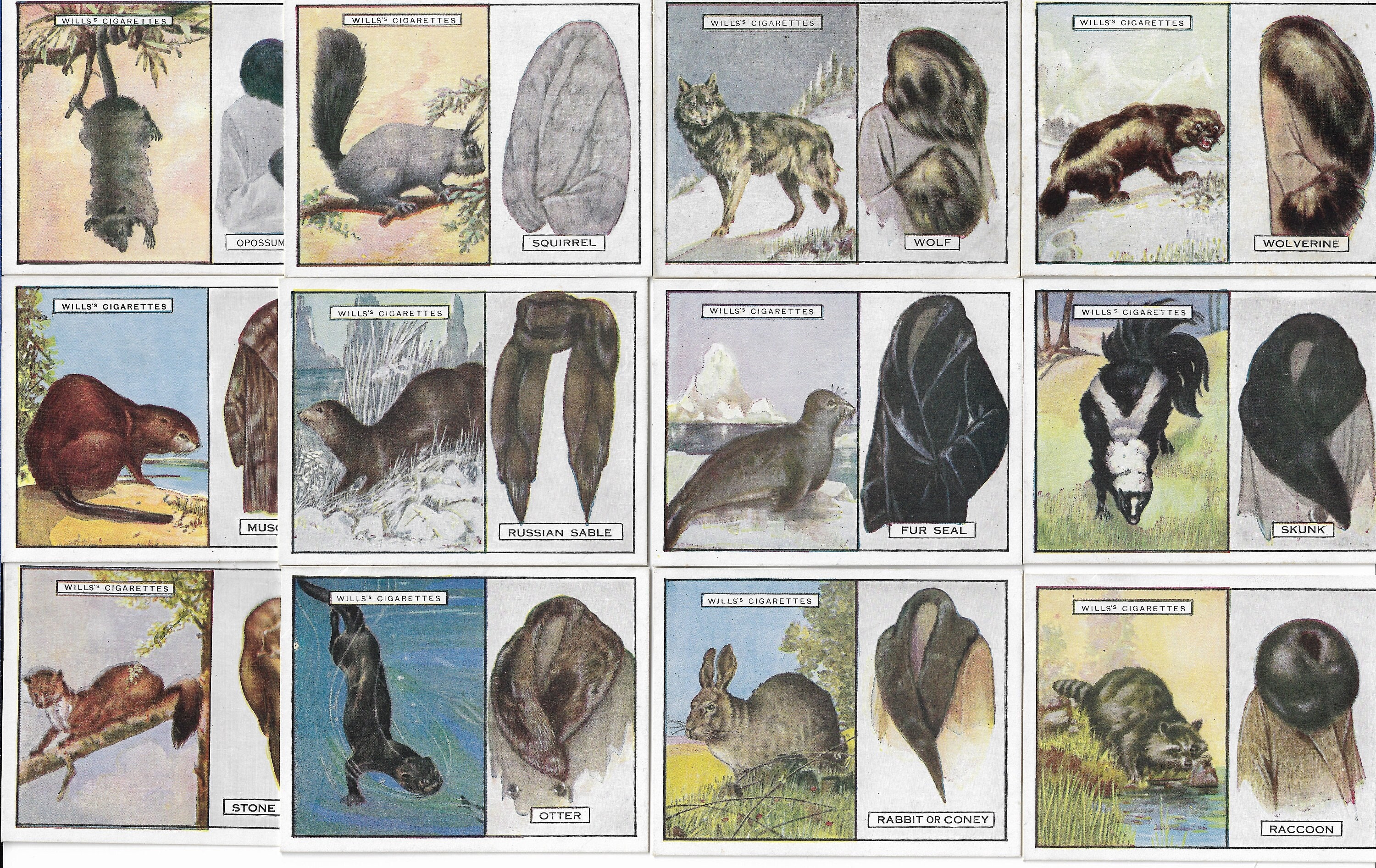 25 Vintage Cigarette Cards - Animals & Their Furs. 1929. Full Set ...