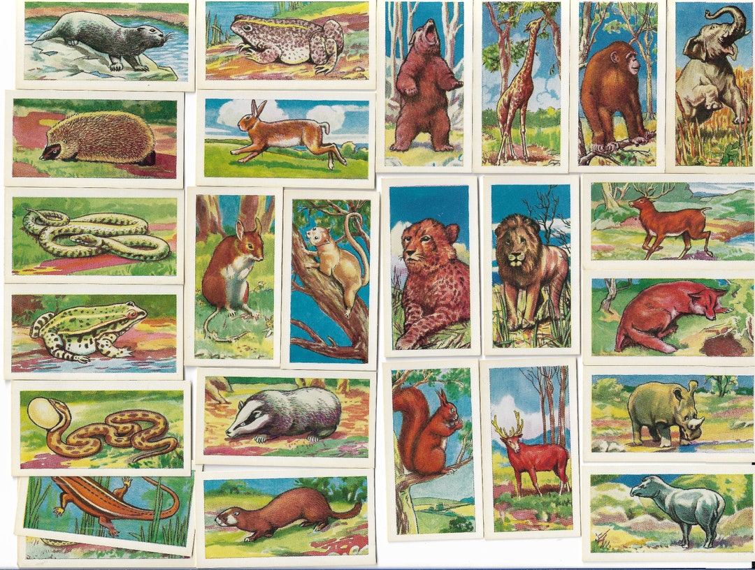 25 Vintage Tea Cards Animals & Reptiles. Clover Dairies Tea. - Etsy UK