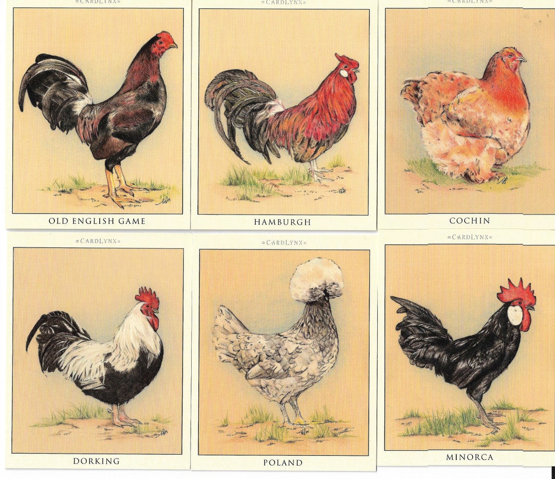 Poultry Complete Set of 6 Trade Cards Issued by Cardlynx in - Etsy