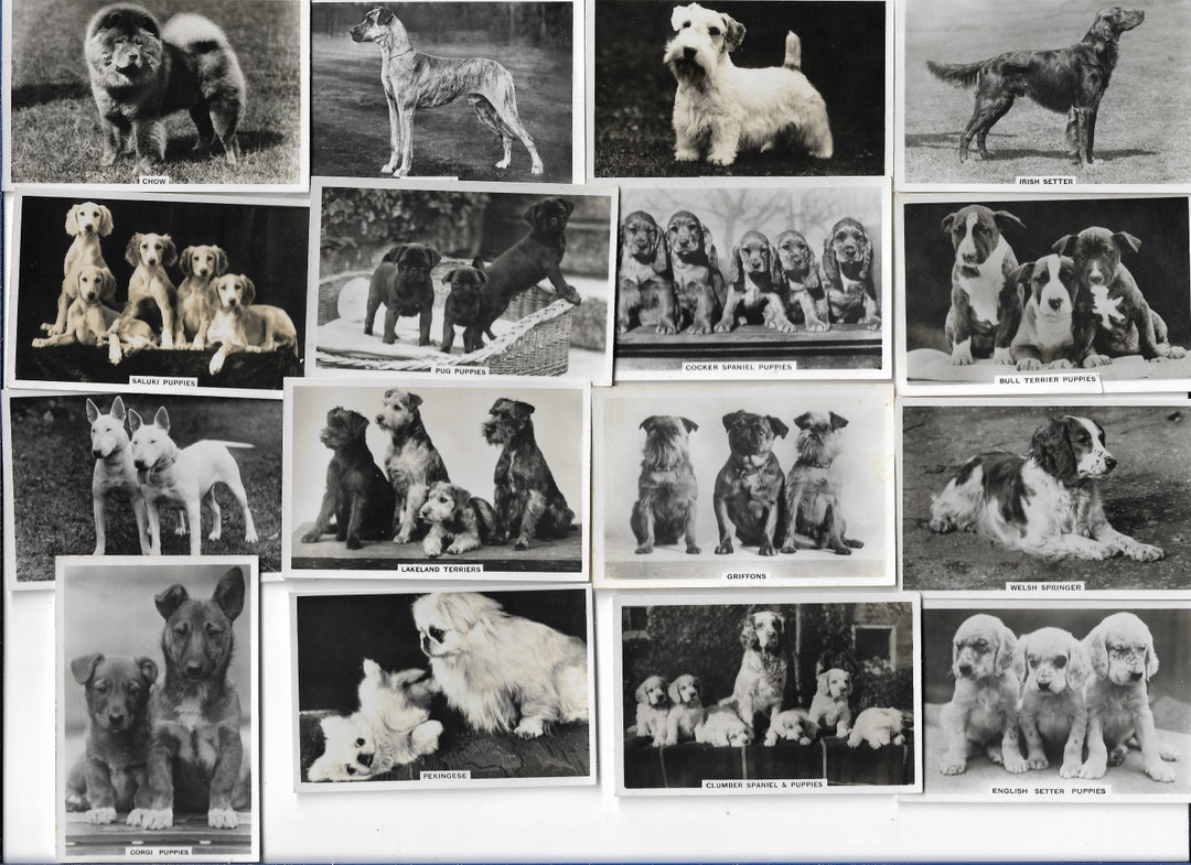 48 Vintage Cigarette Cards - Dogs. 1939. Full Set. Senior Service ...