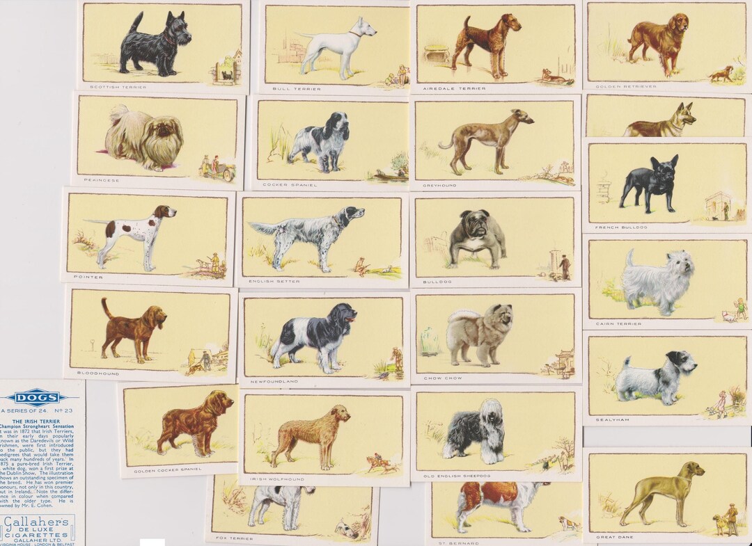 24 Vintage Cigarette Cards - Dogs. 1934. Full Set. Gallaher Tobacco ...
