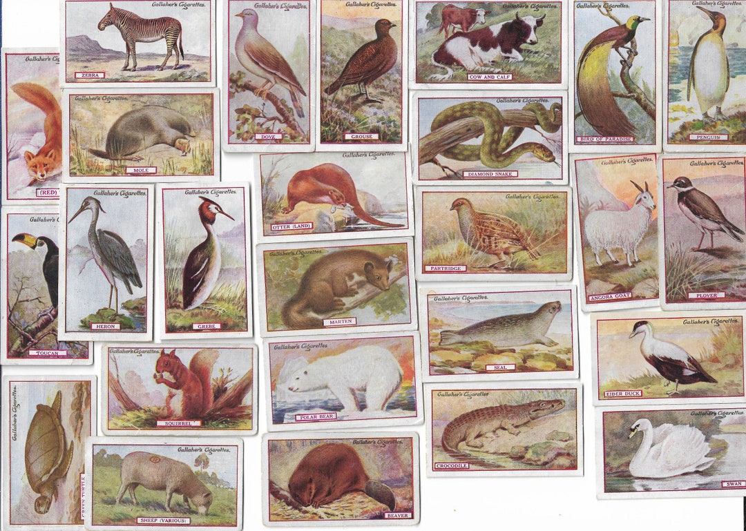 100 Vintage Cigarette Cards - Animals and Birds of Commercial Value ...