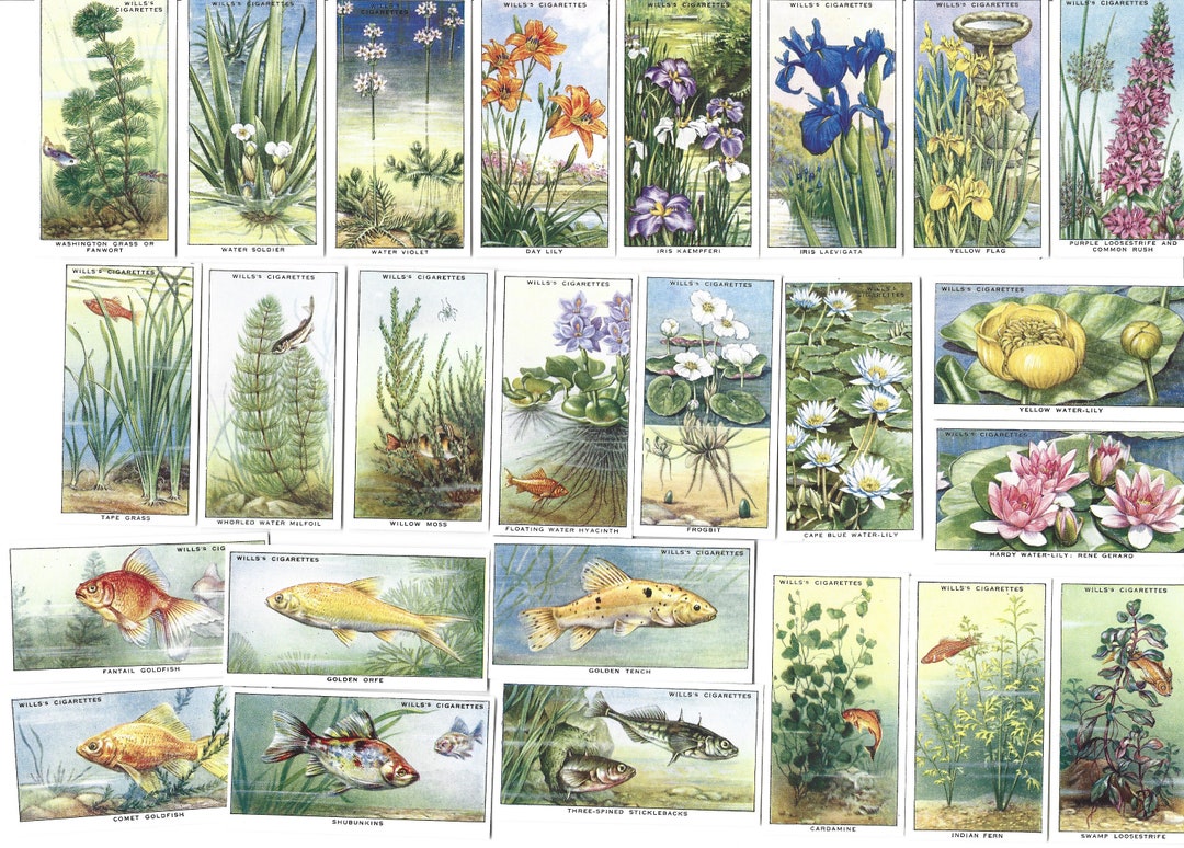 25 Vintage Cigarette Cards Pond & Aquarium 2nd Series. 1950. Full Set ...
