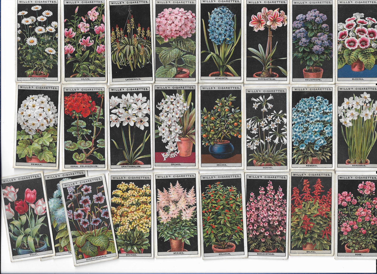 50 Vintage Cigarette Cards - Flower Culture in Pots. 1925. Full Set ...