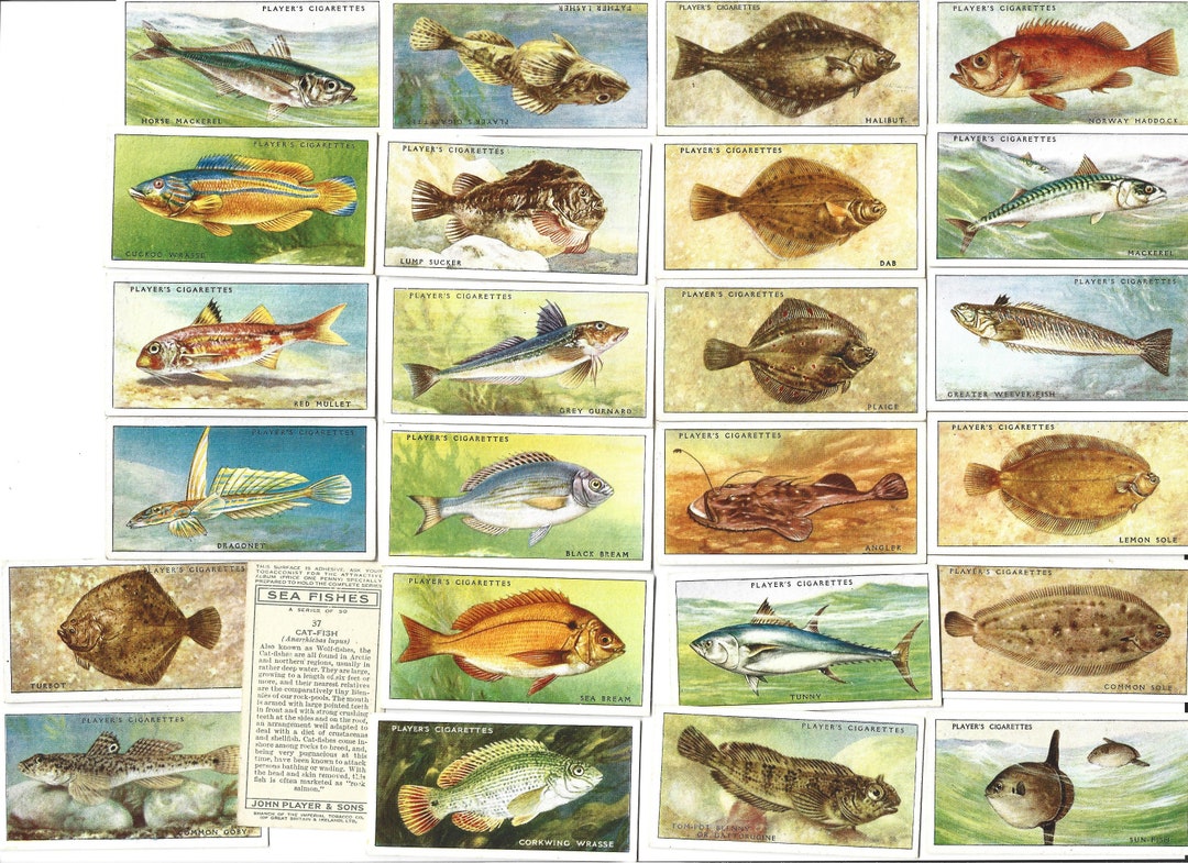 50 Vintage Cigarette Cards - Sea Fishes. 1935. Full Set. John Player ...