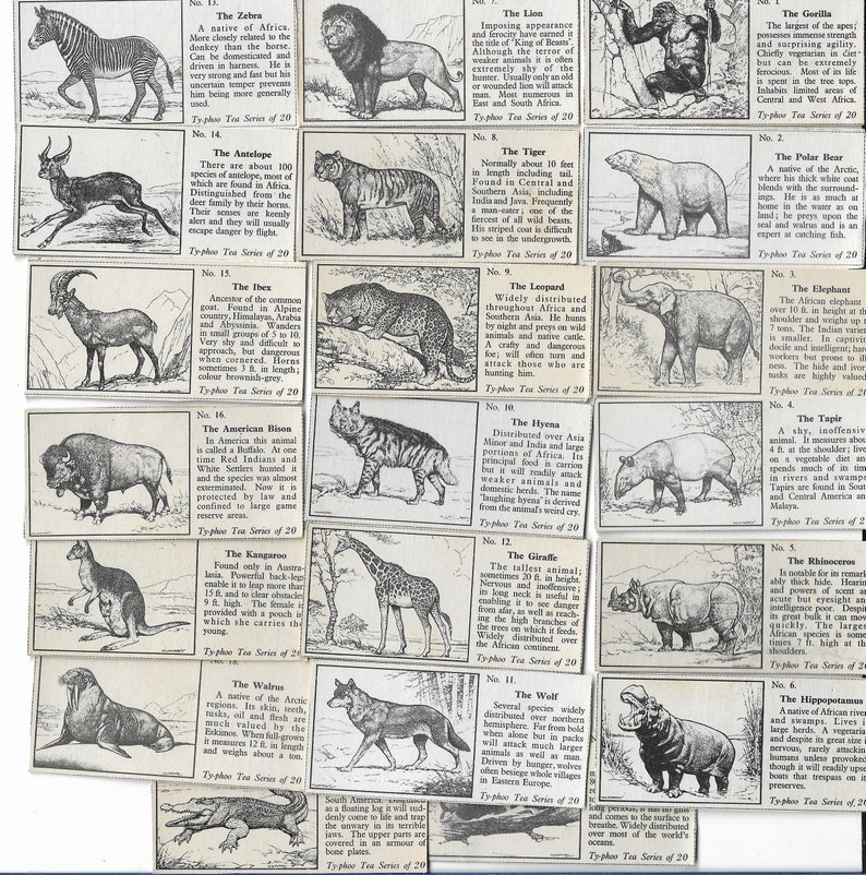 20 Vintage Tea Cards Wild Animals. 1955. Full Set. Typhoo Tea. Cute ...