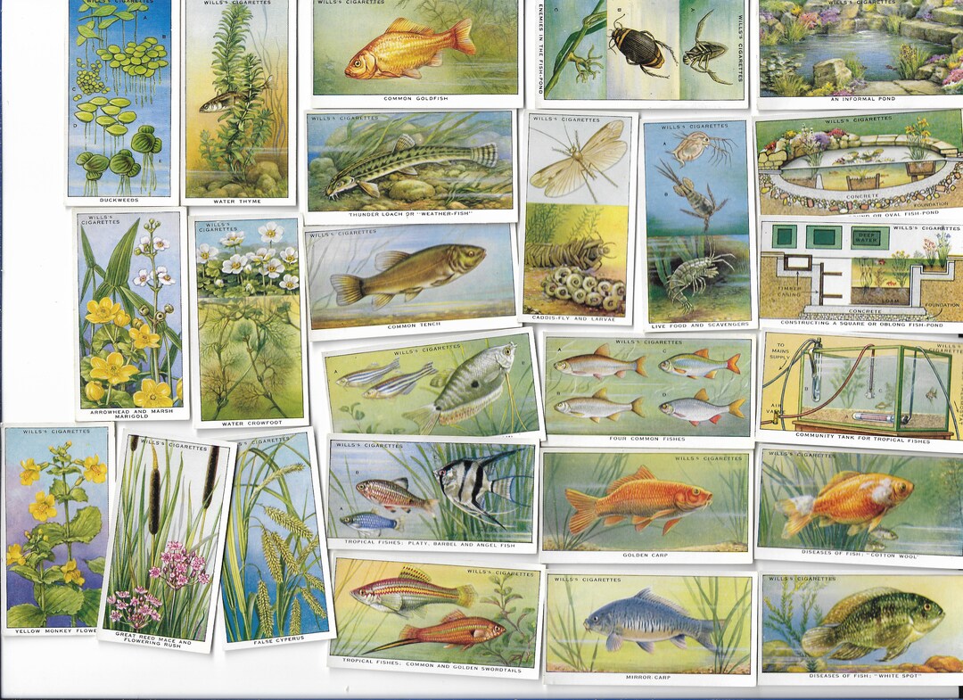 25 Vintage Cigarette Cards Pond & Aquarium Life first Series. 1950 ...