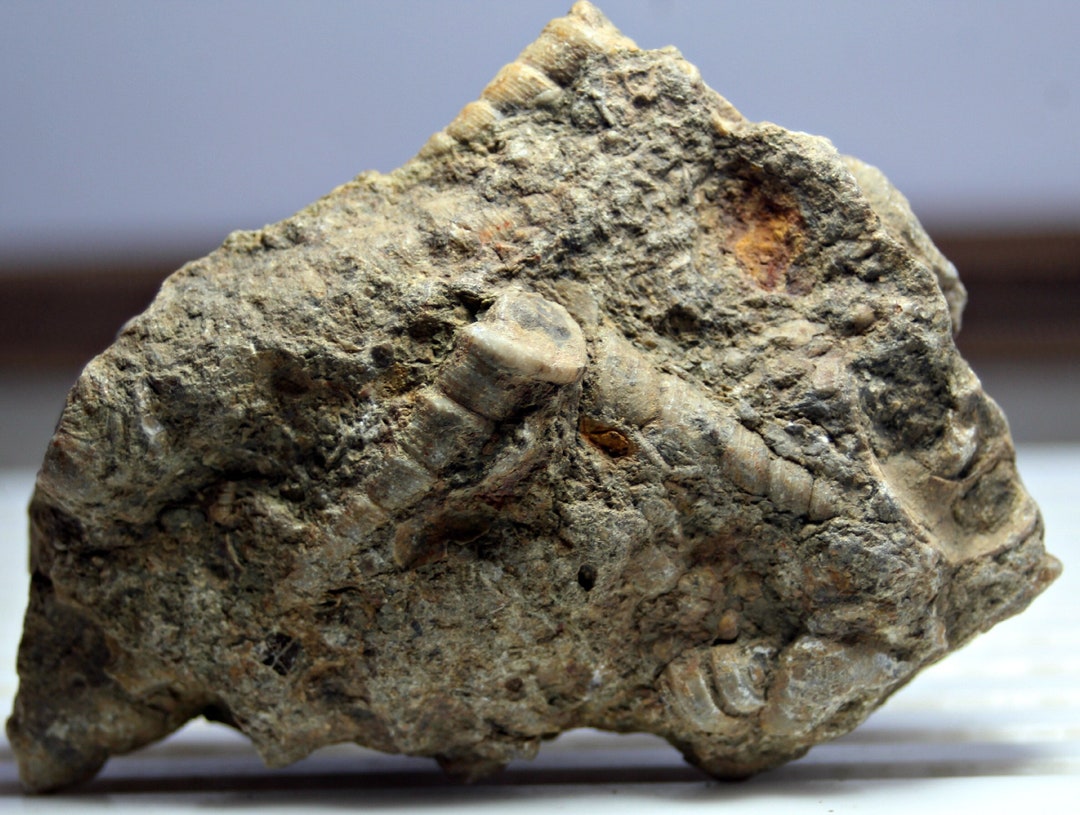 Rare Crinoid Fossil: Well Preserved, Shangla Swat Pakistan - Etsy