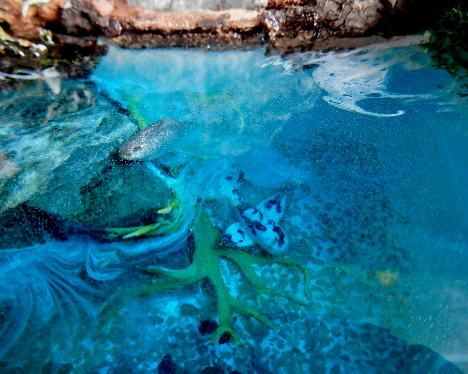 Hot Springs Diorama, Lagoon Diorama, Forest Lake Diorama, Tropical Lake ...