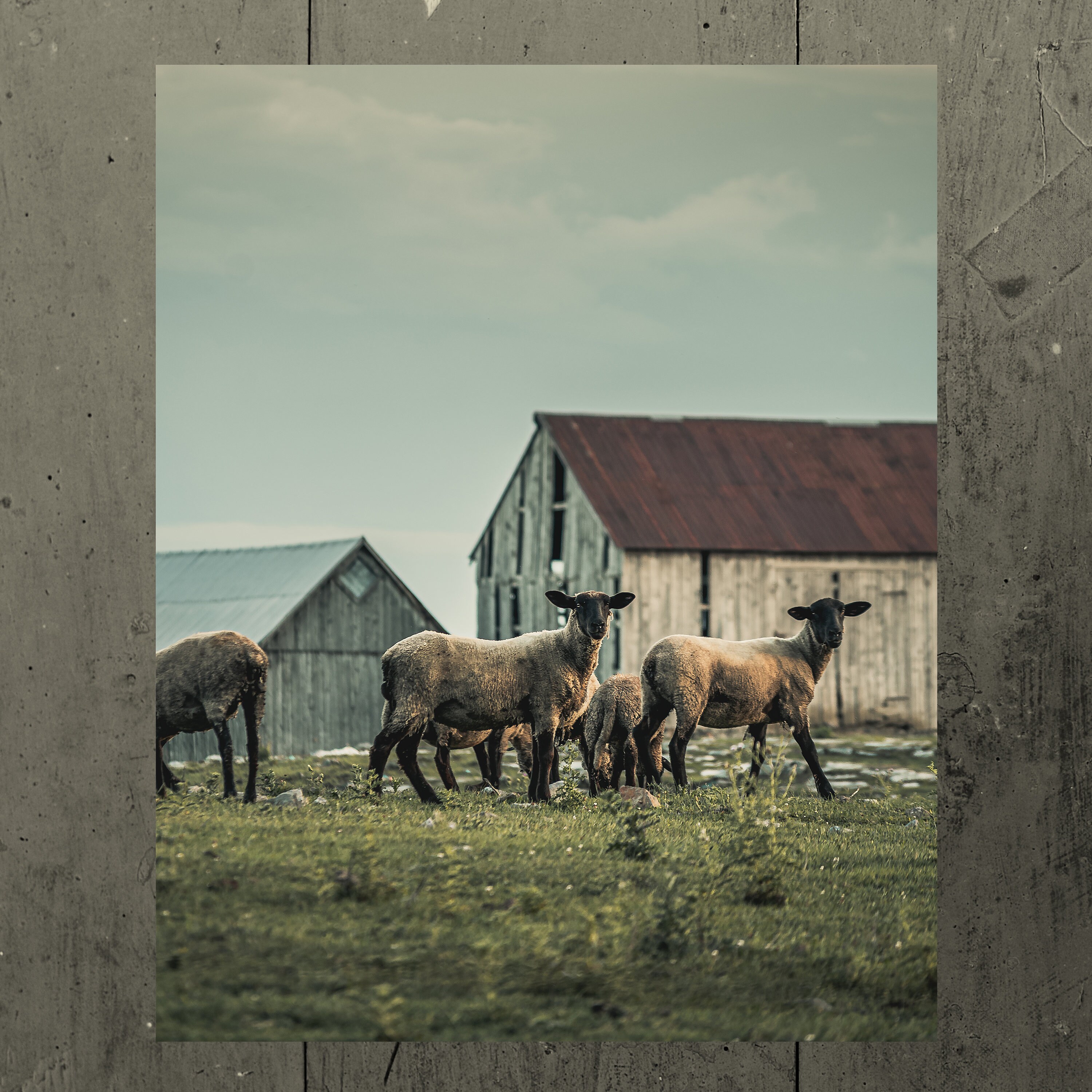 Sheep Mood digital print 4x5 8x10 12x15 16x20 20x25 24x30 | Etsy