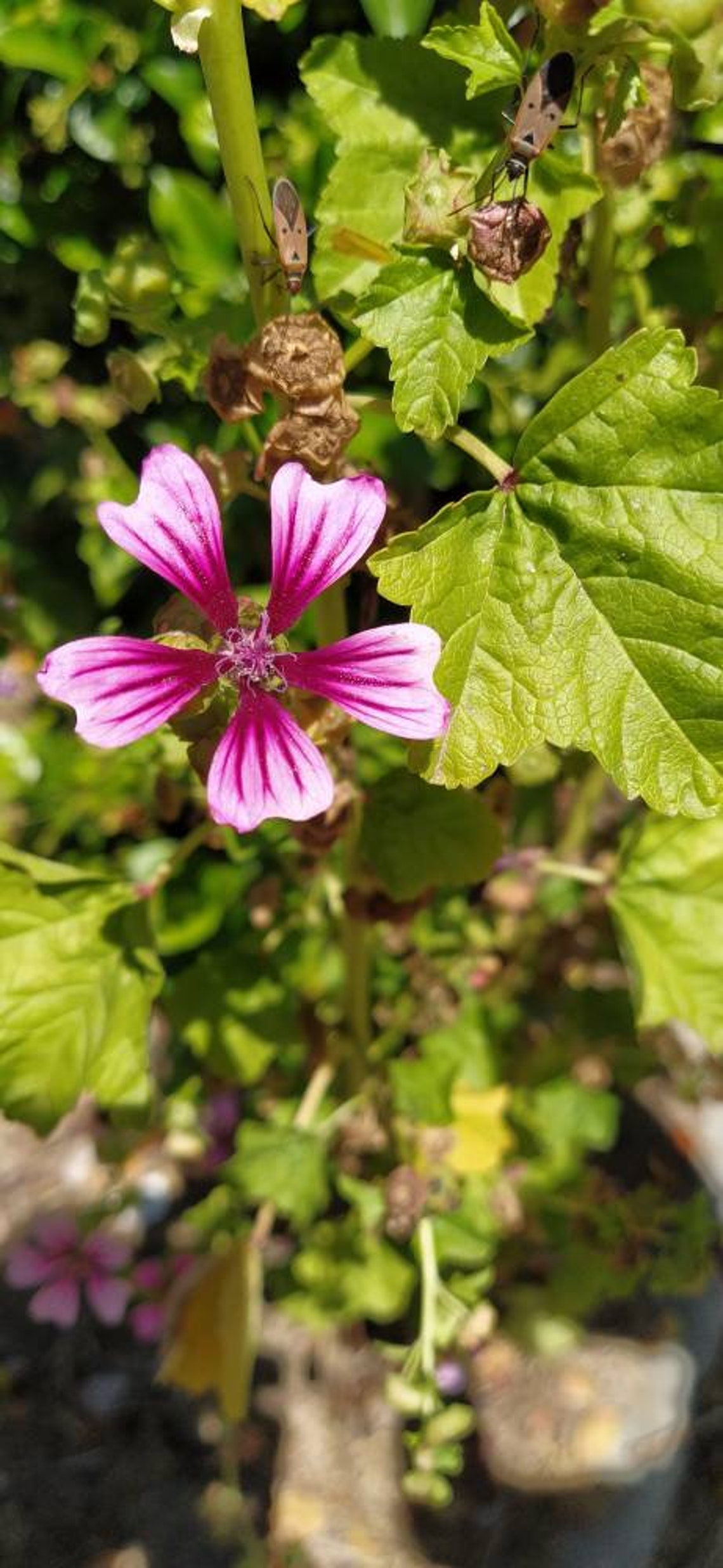 Blue Mallow Flower | Etsy