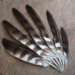 cooper's hawk featherbase