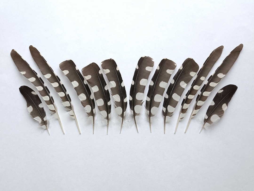 Woodpecker Feathers | Dendrocopos Major | Ethical Bird Feathers ...