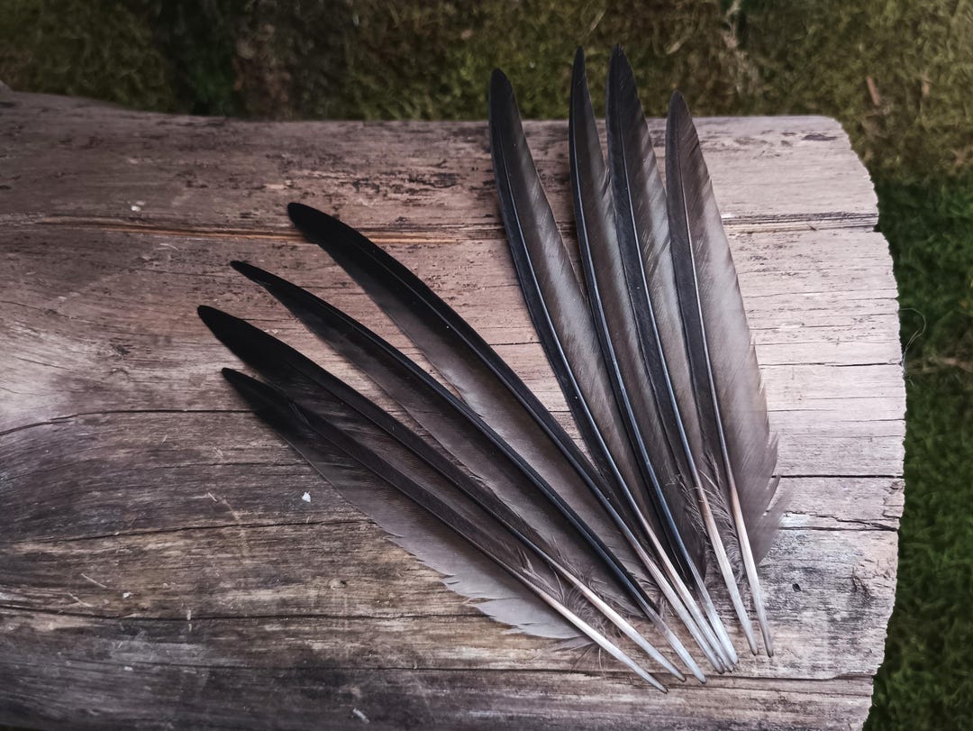 Common Swift Feathers Set of 2 | Common Swift | Apus Apus | Ethical ...