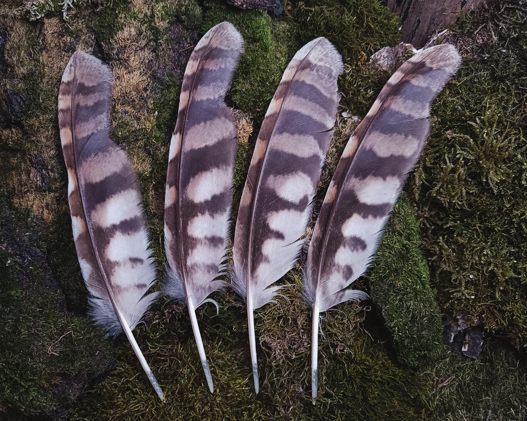 Tawny Owl 2 Matching Wing Feathers | Strix Aluco | Ethically Sourced ...