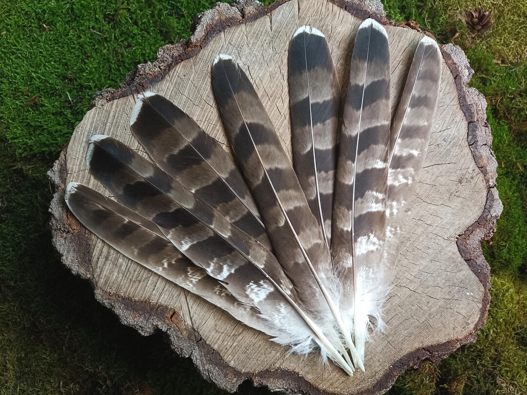 Hawk Goshawk Tail Feathers | Ethically Sourced Bird Feathers | Accipiter Gentilis | Rare ...