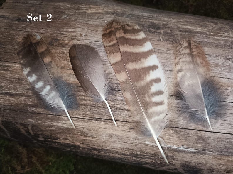 Tawny Owl Feather Set of 4 | Cruelty Free Molt Feathers - Etsy UK