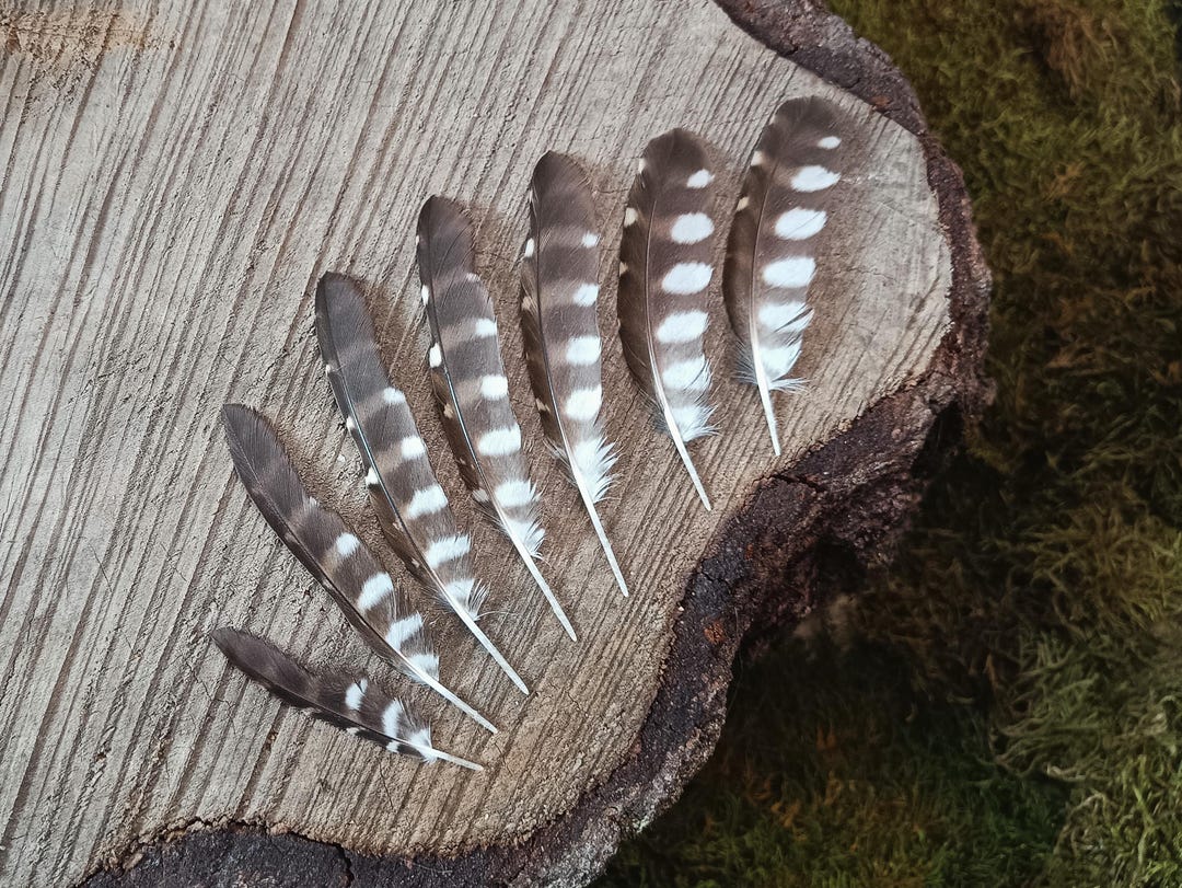 Rare Pygmy Owl Wing Feather: Cruelty Free Brown Striped Feather - Etsy