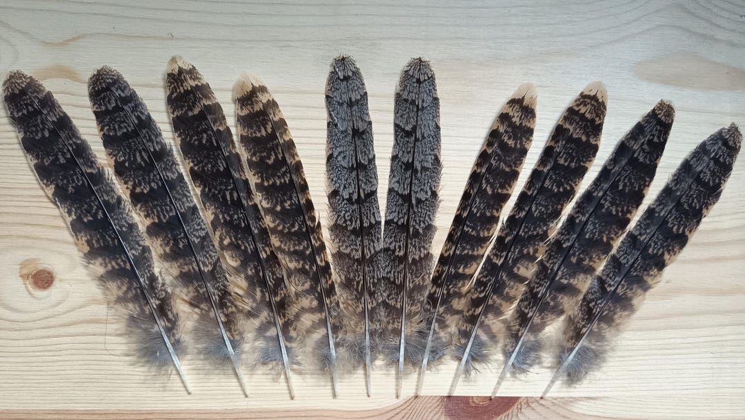 Rare Nightjar Tail Feathers | Caprimulgus Europaeus | Goatsucker Bird ...