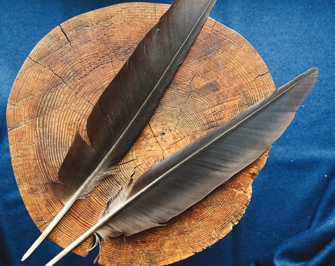 Black Raven Feathers 2 Pcs | Corvus Corax | Naturally Molted Cruelty ...