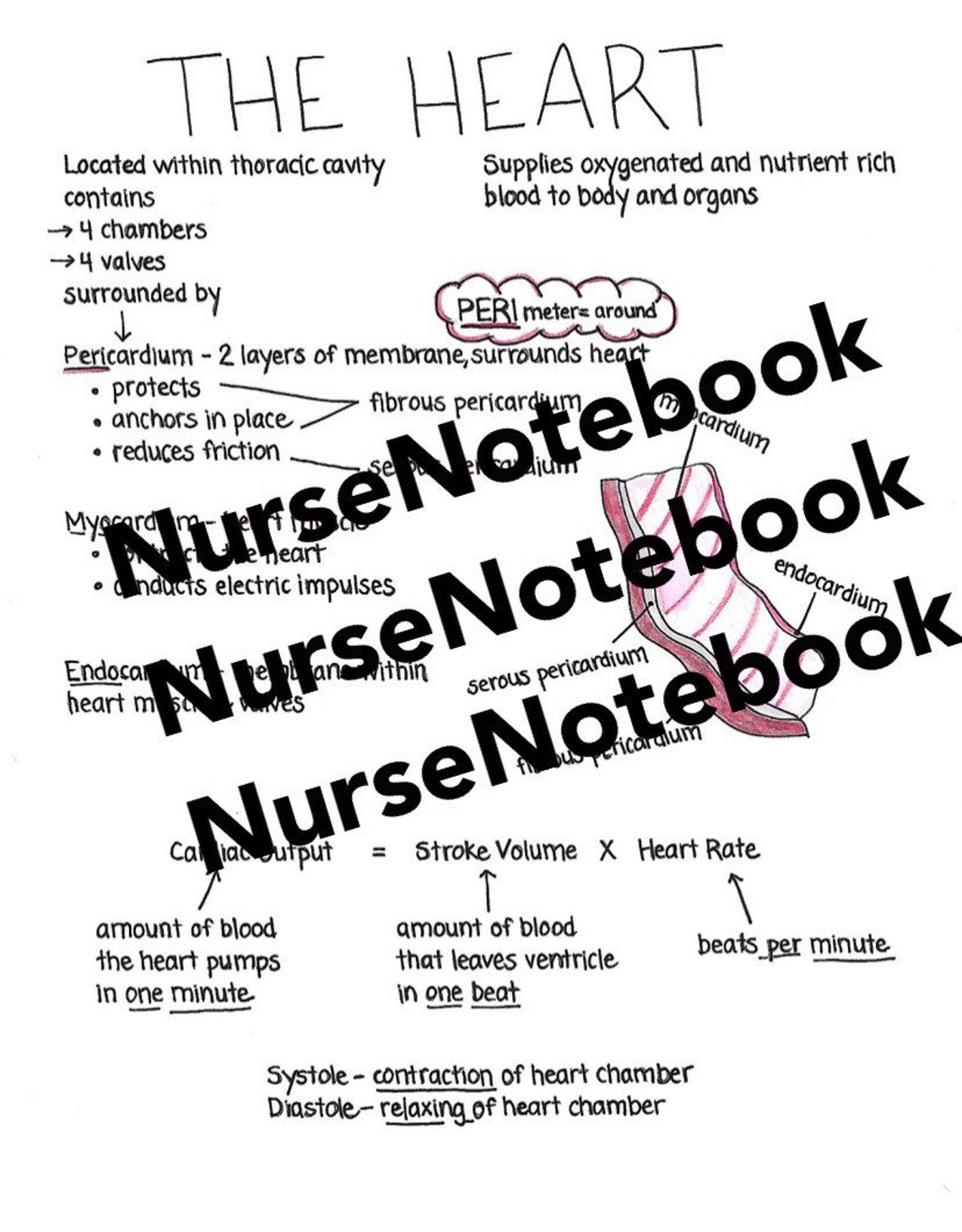 Heart Anatomy & Chambers PDF Download for Nursing, Pre-nursing, Anatomy ...