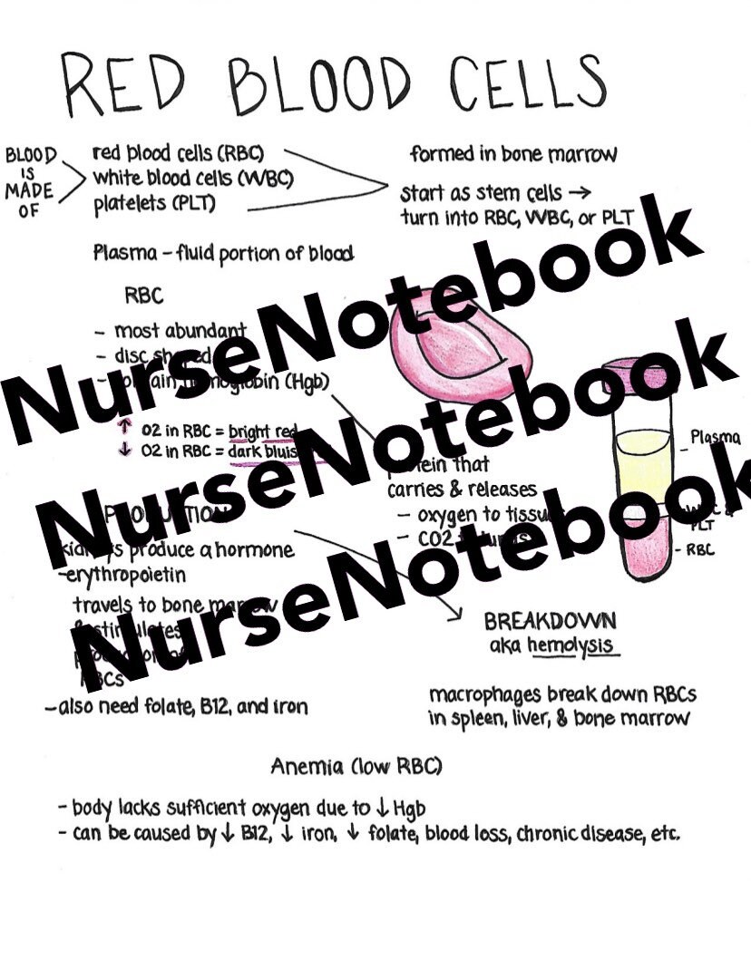 Blood Cells Anatomy & Physiology Guide for Nursing Students, Nurse ...