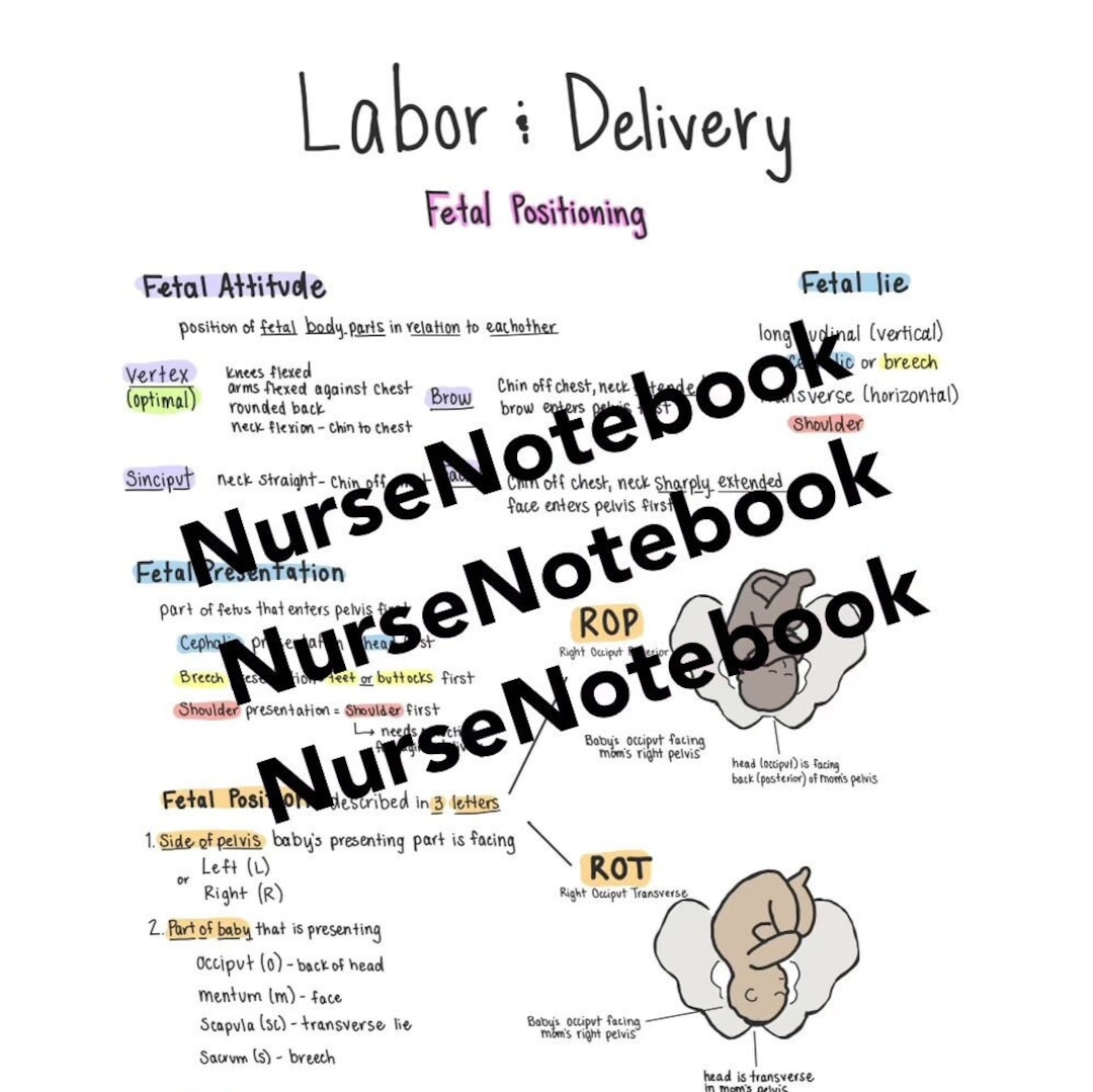 Labor & Delivery Nursing Student Bundle | Nursing School Notes ...