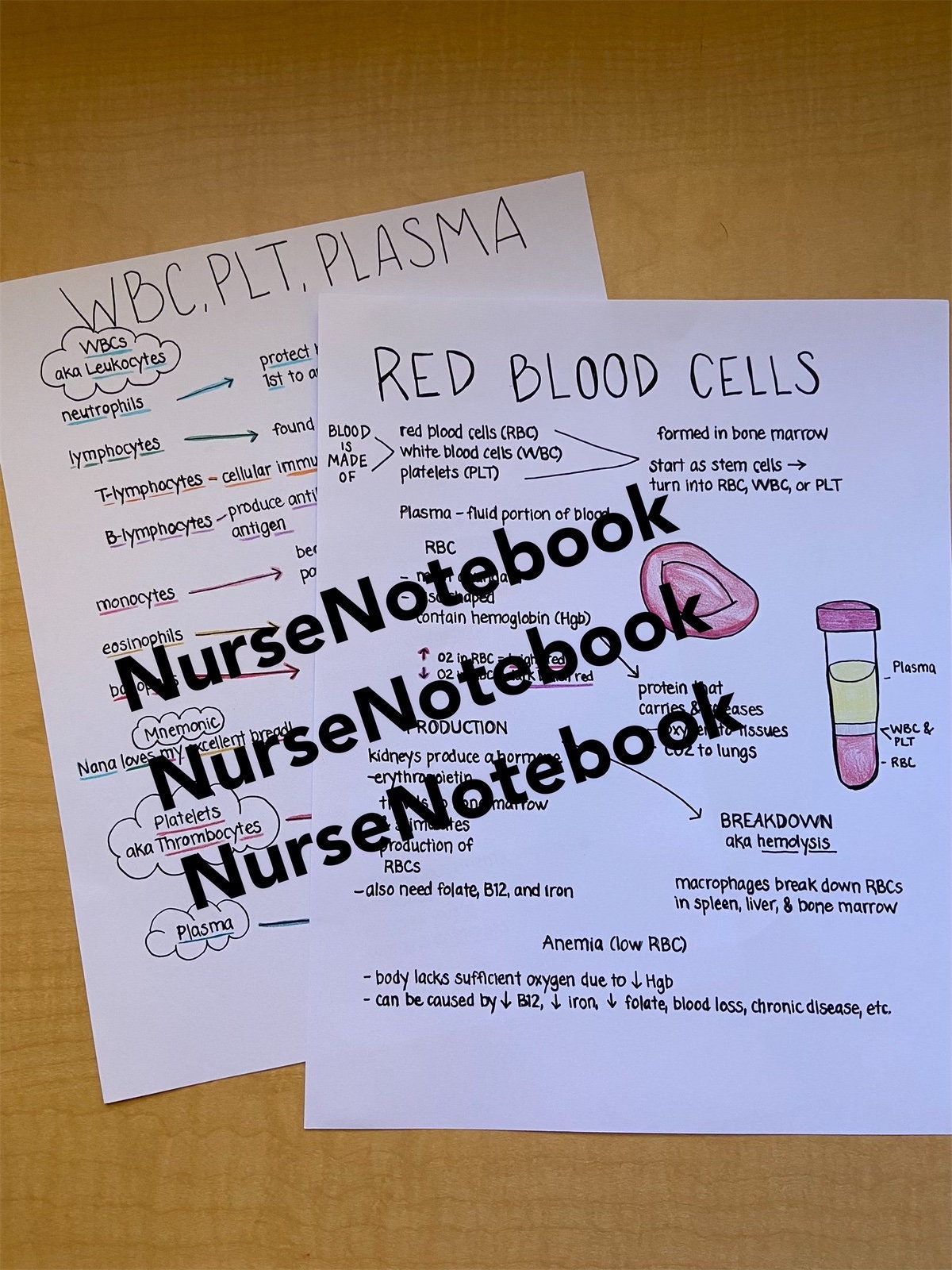 Blood Cells Anatomy & Physiology Guide for Nursing Students - Etsy