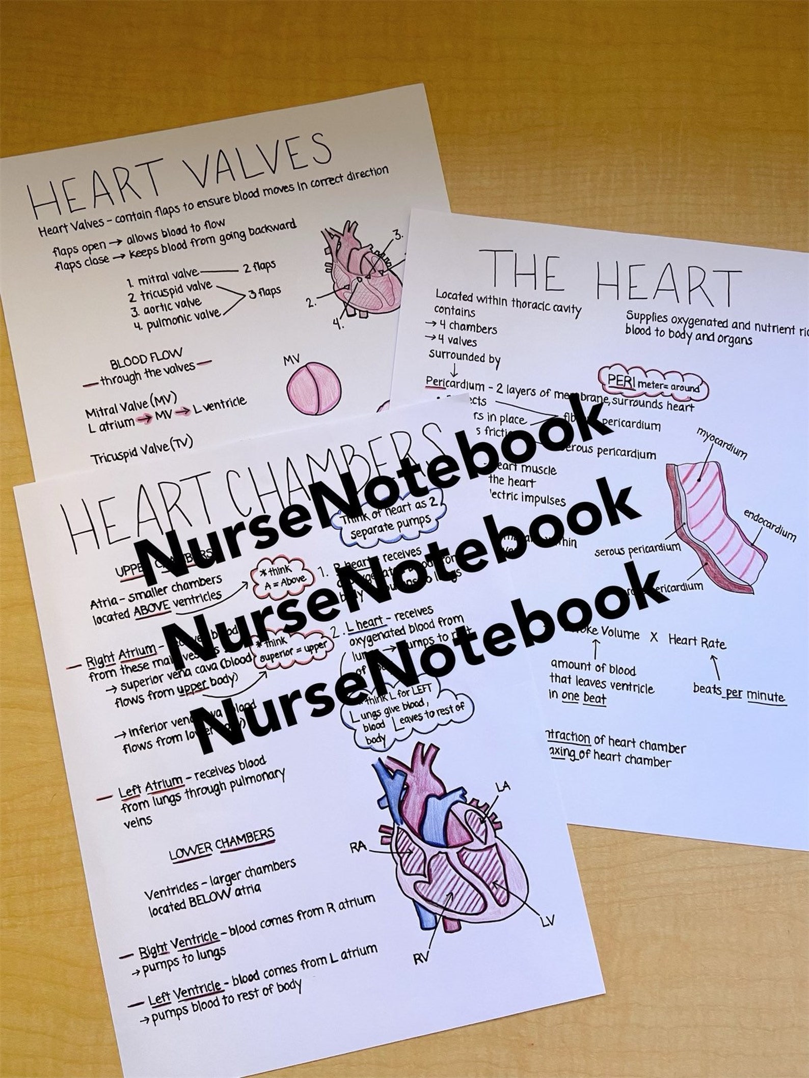 Heart Anatomy & Chambers PDF Download for Nursing - Etsy