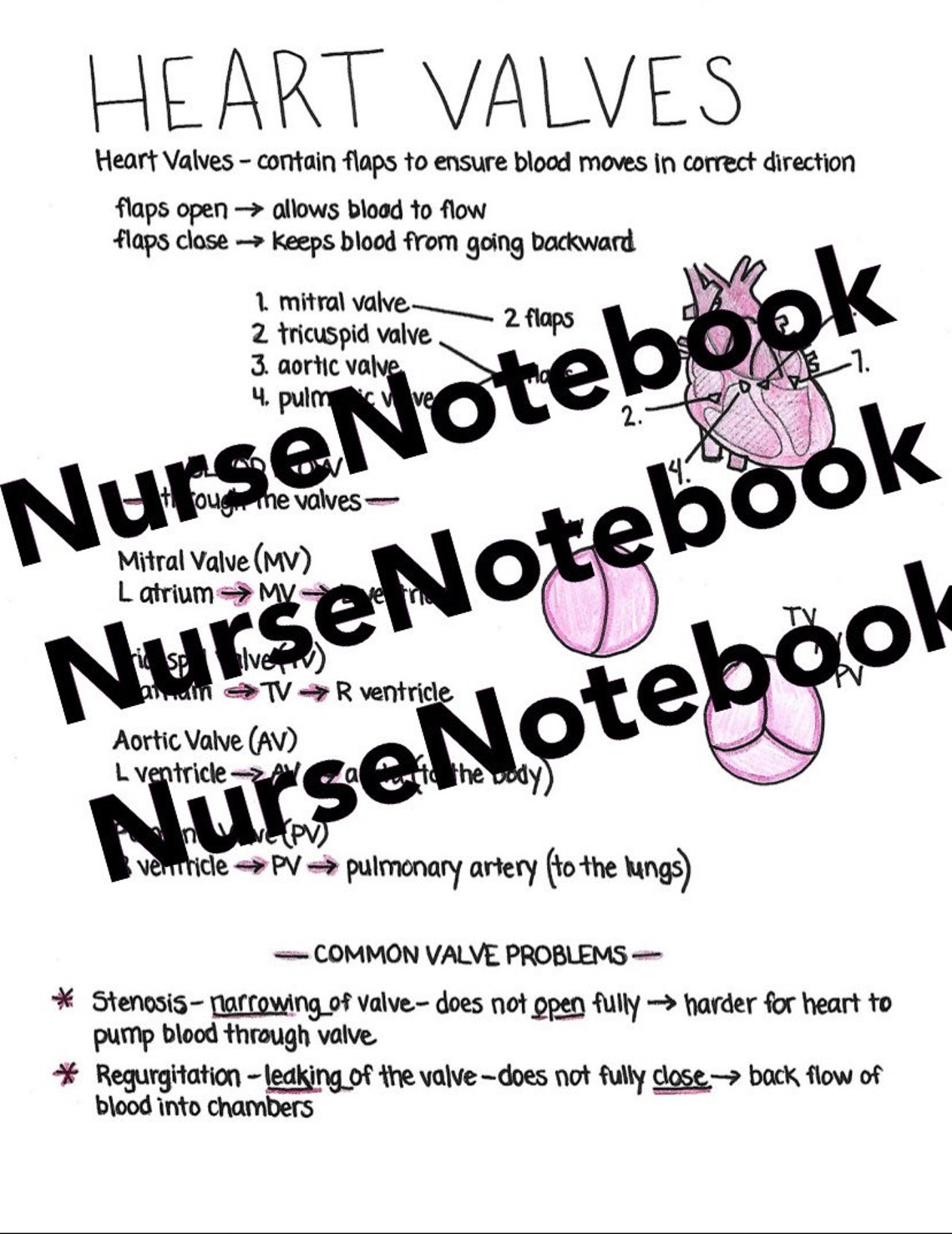 Heart Anatomy & Chambers PDF Download for Nursing, Pre-nursing, Anatomy ...