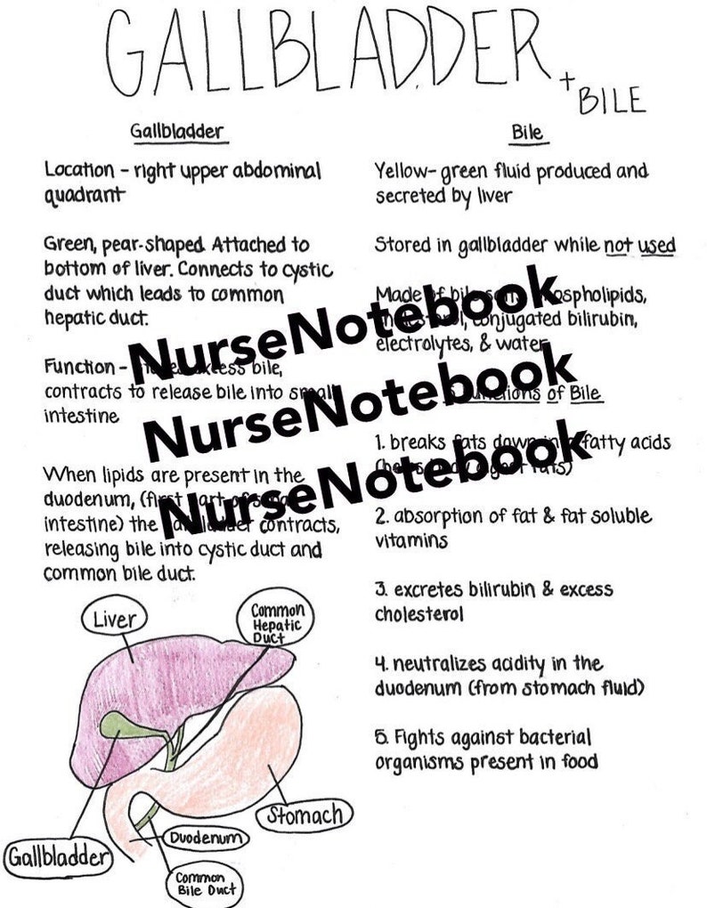Gallbladder GI PDF Download for Nursing,pre-nursing,anatomy and ...