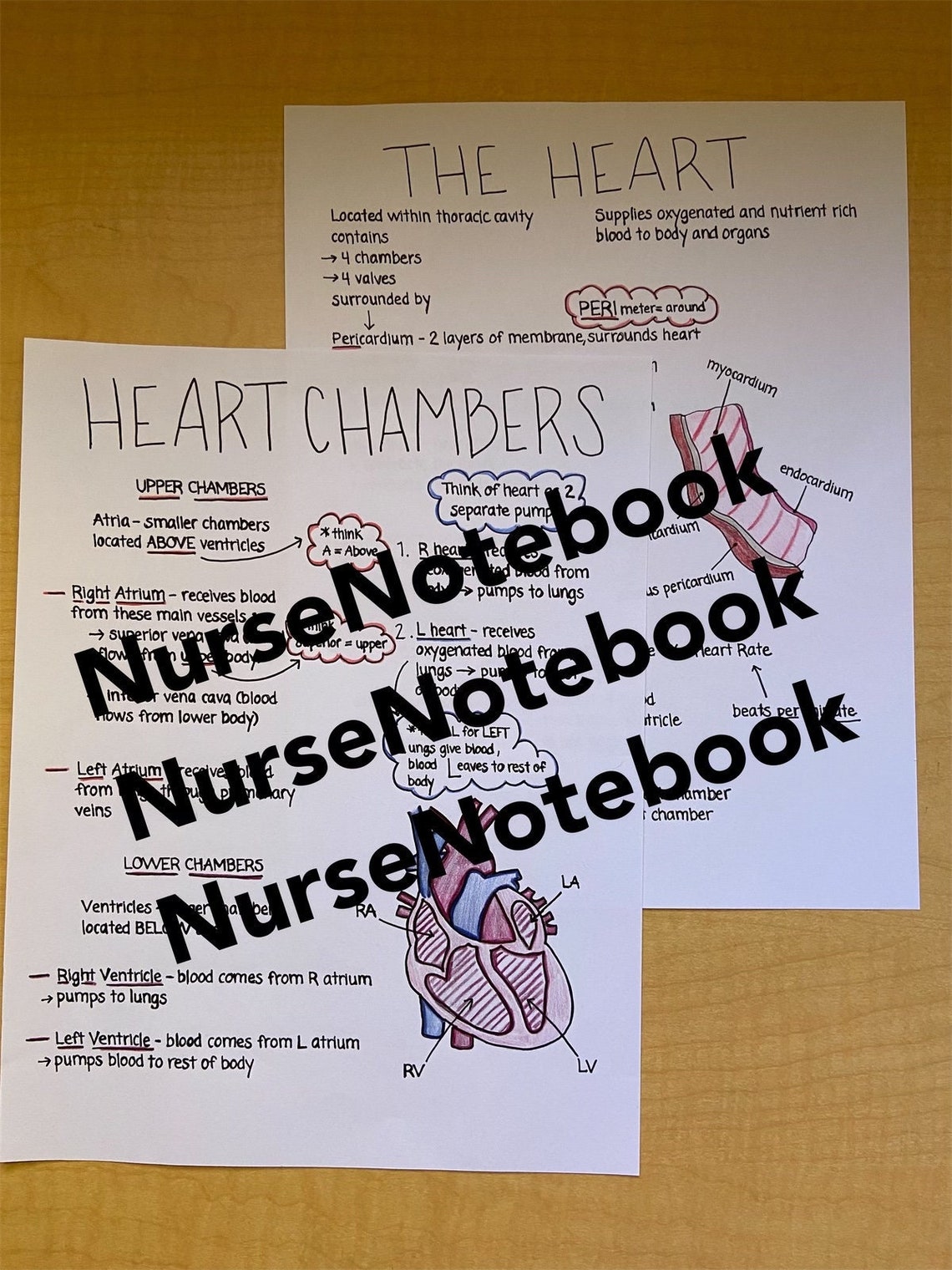 Heart Anatomy & Chambers PDF Download for Nursing | Etsy
