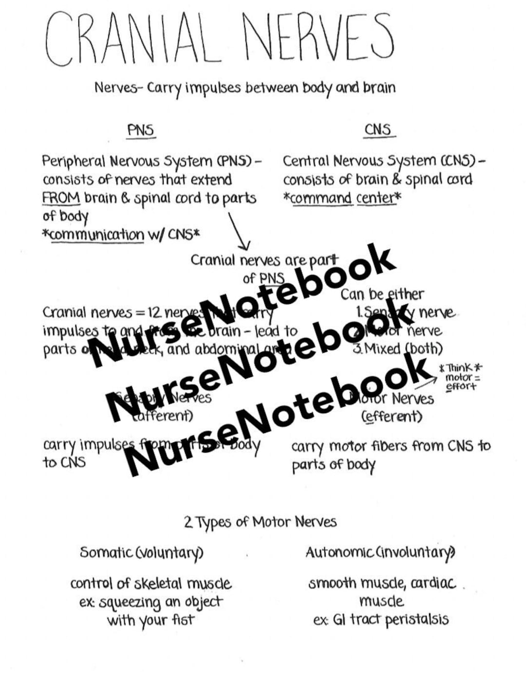 Cranial Nerves Cheat Sheet PDF Download Mnemonic for Nursing, Anatomy ...