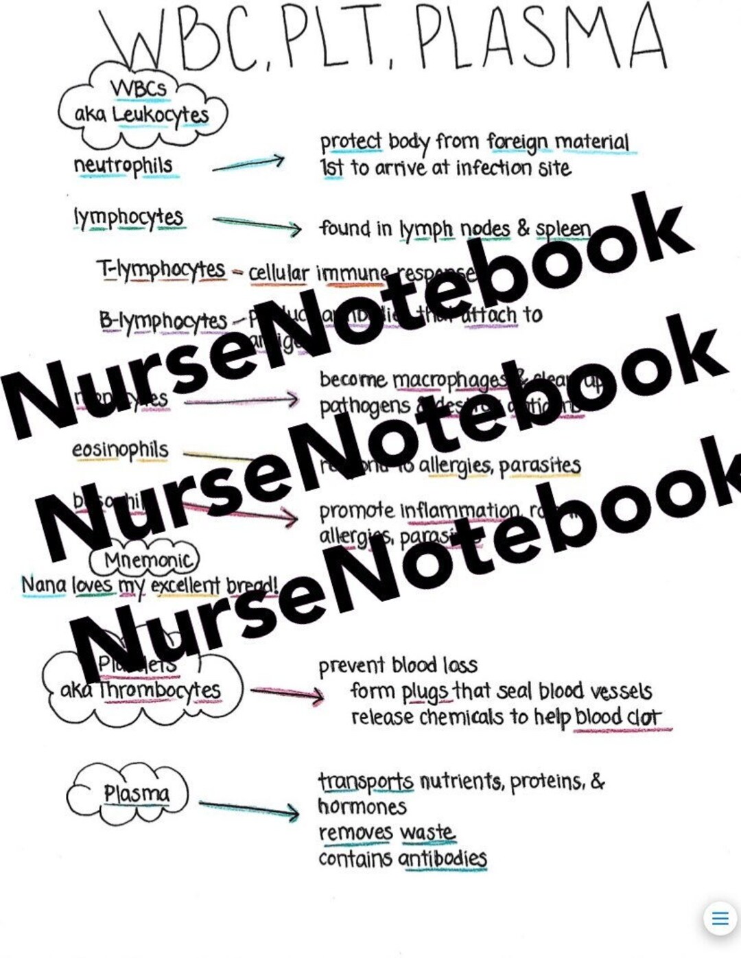 Blood Cells Anatomy & Physiology Guide for Nursing Students, Nurse ...