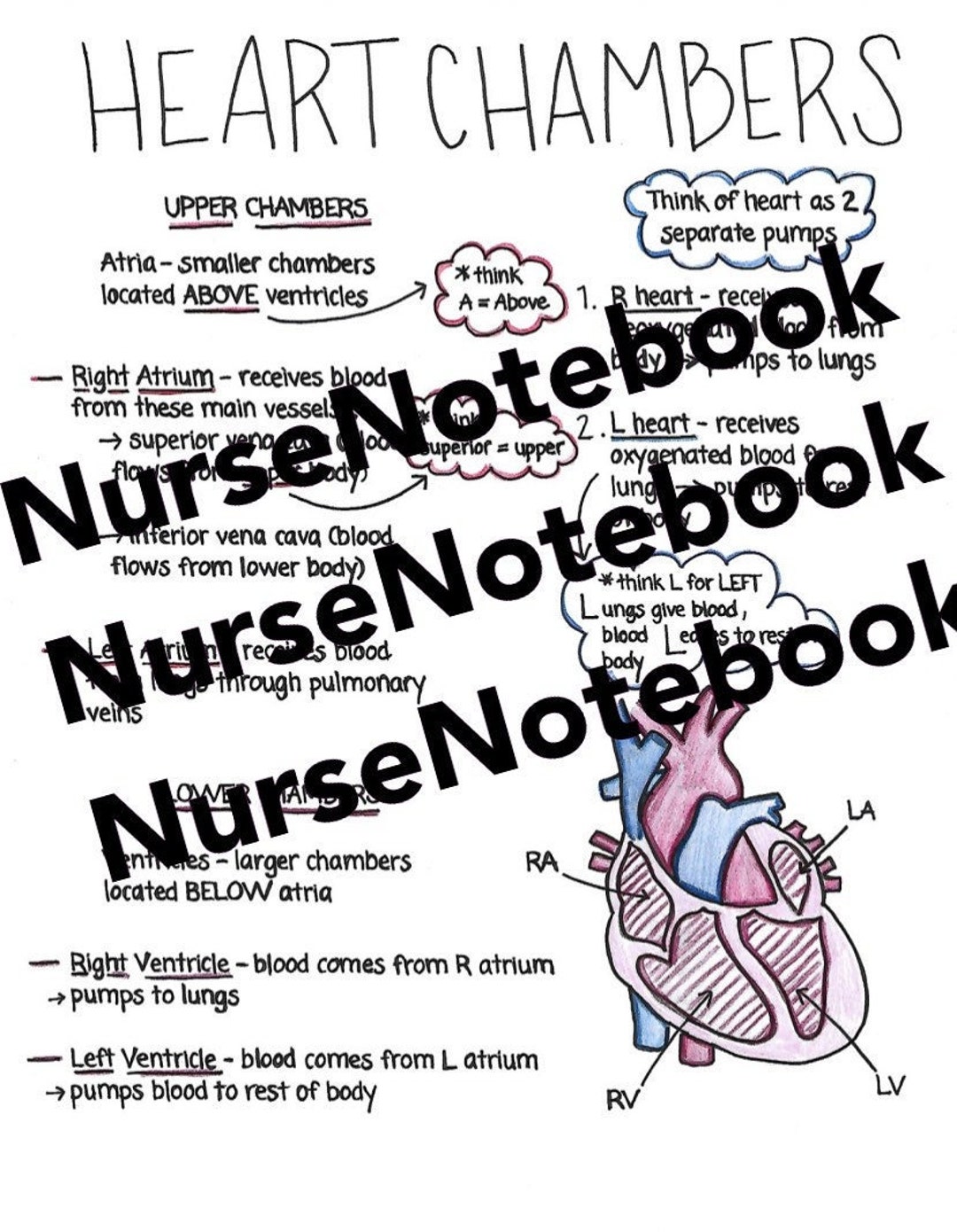 Heart Anatomy & Chambers PDF Download for Nursing, Pre-nursing, Anatomy ...