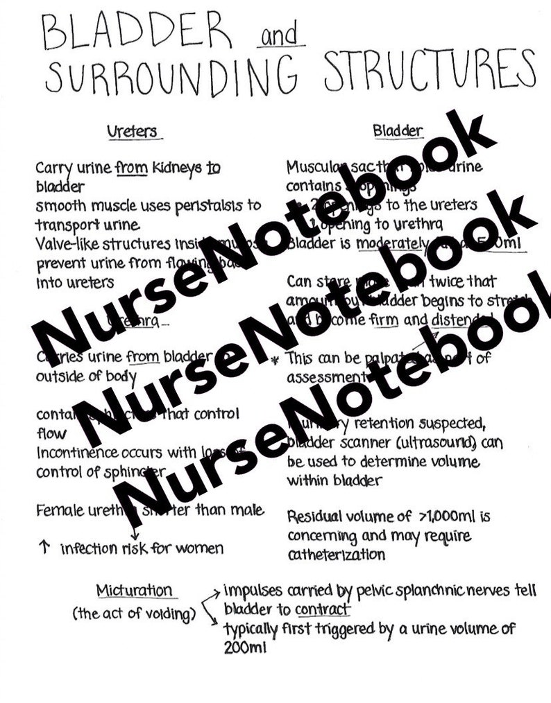 Bladder Cheat Sheet PDF Download for Nursing, Pre-nursing, Anatomy and ...