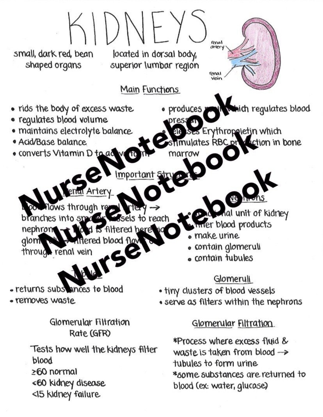 Kidneys Renal PDF Download for Nursing, Pre-nursing, Anatomy and ...