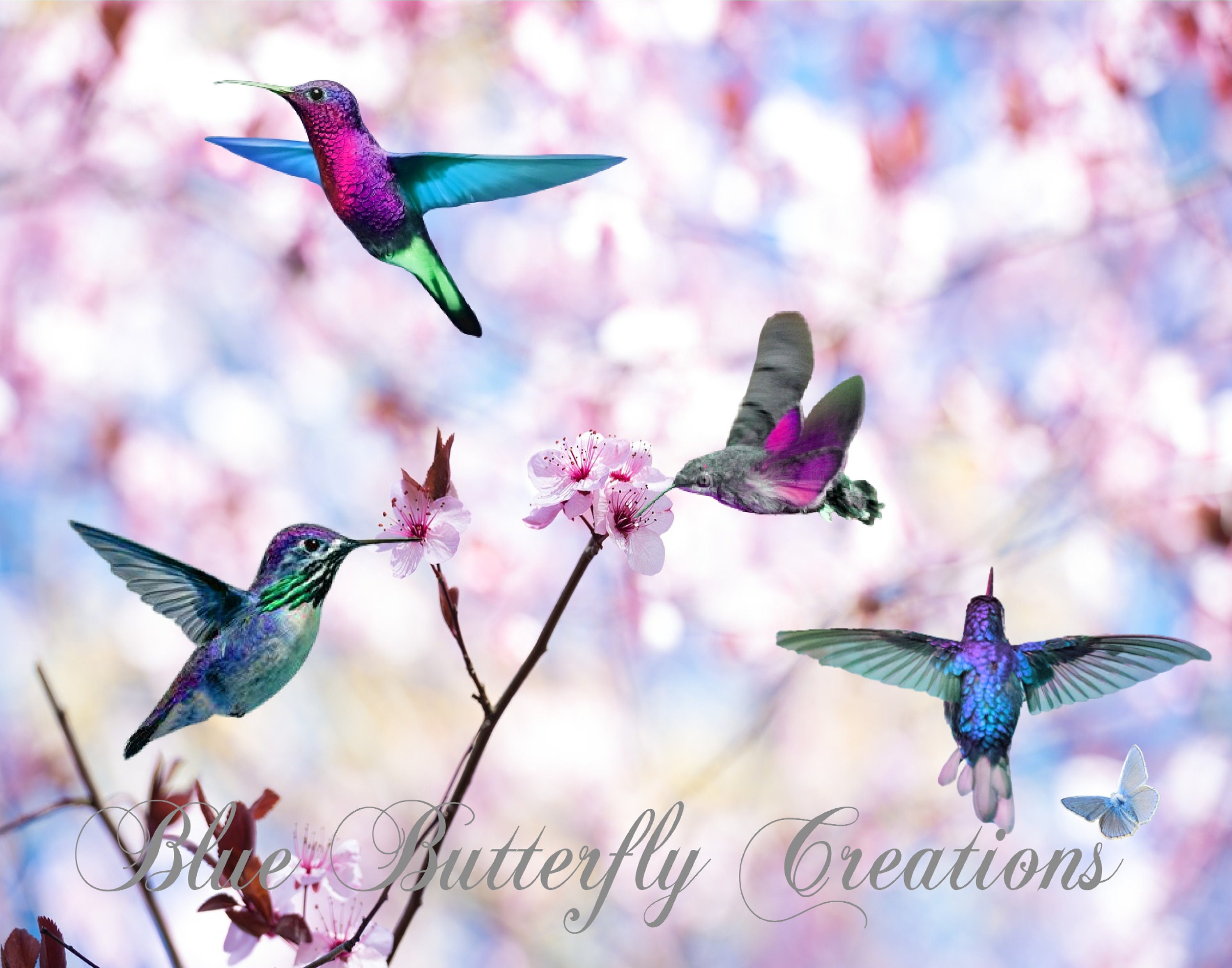 Hummingbird PNG Overlays, Photoshop Overlays, Digital Photo Overlays ...