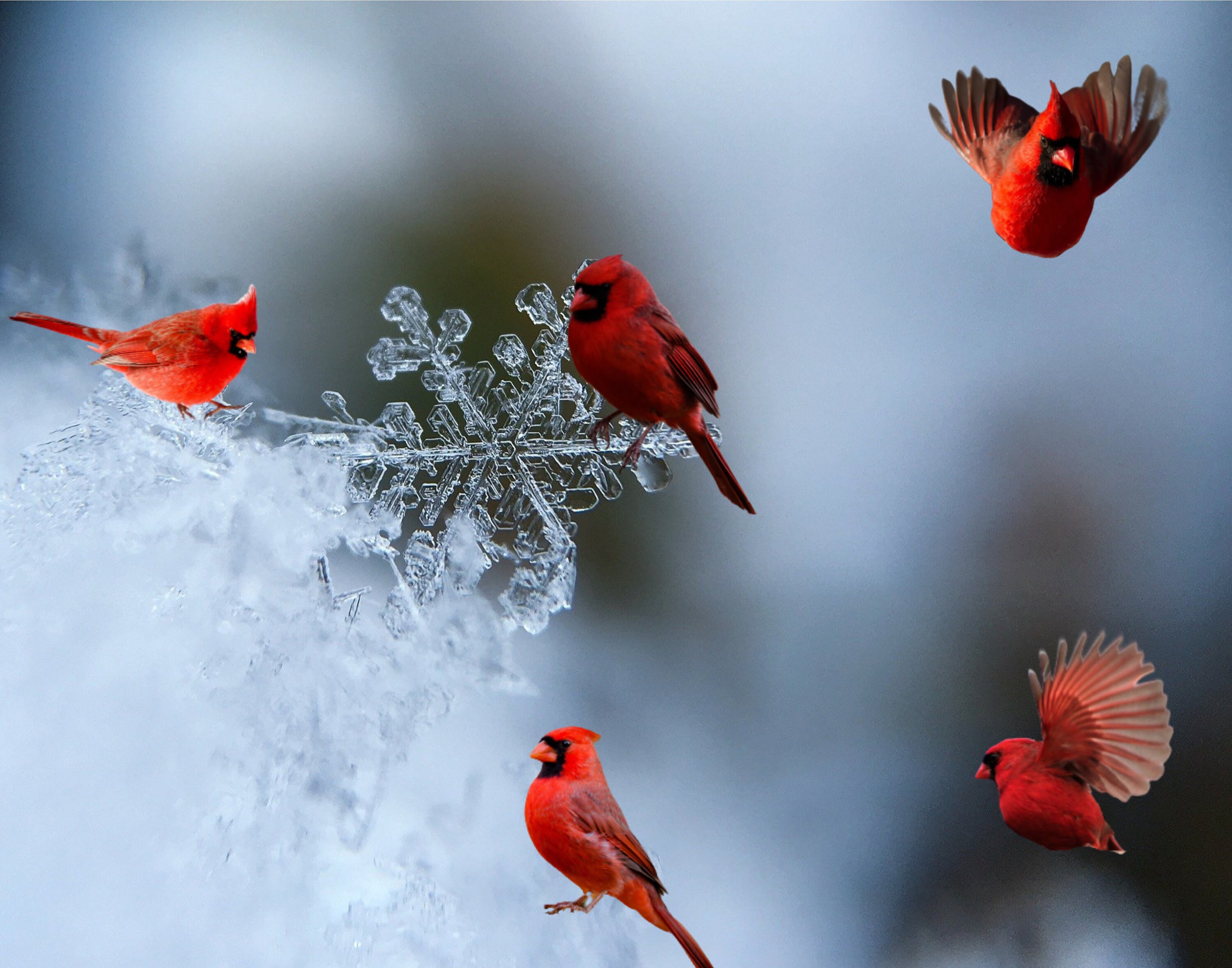 Winter Bird Overlays, Red Cardinal Clipart, Red Bird Clipart, Cardinal ...