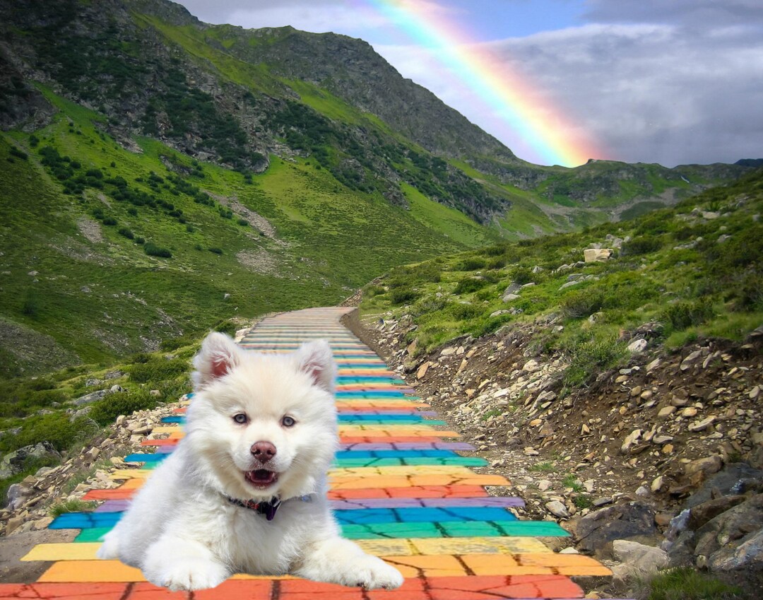 Rainbow Pathway Digital Background, Rainbow Bridge Pet Background ...