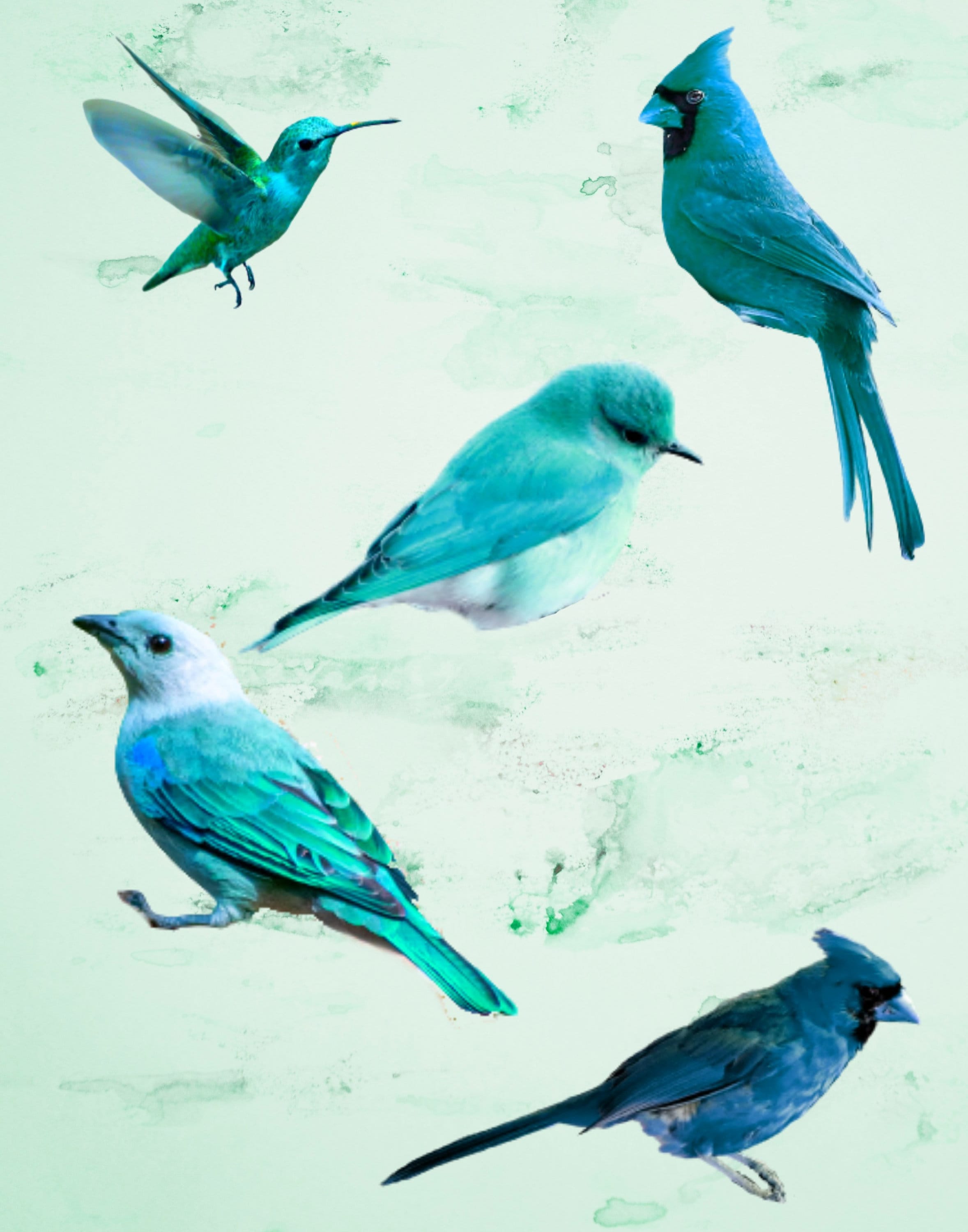 Blue Bird Overlays, Assorted Blue Bird Overlays, Blue Bird Clipart ...