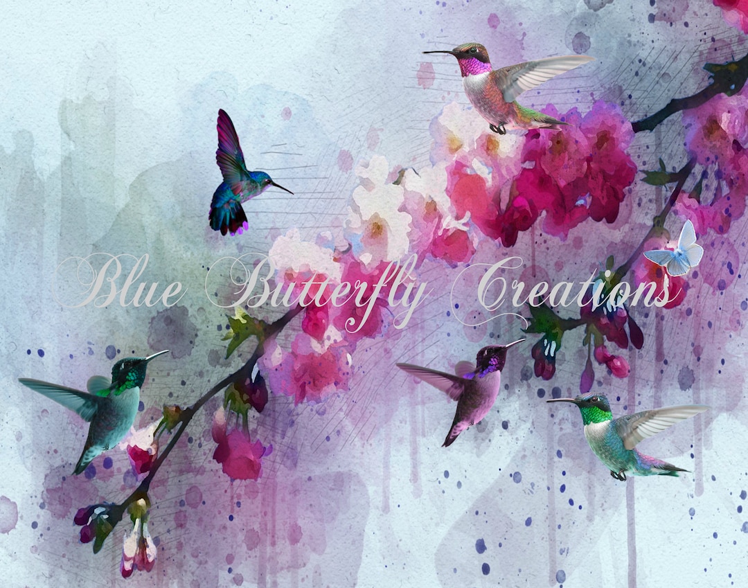 Hummingbird PNG Overlays, Photoshop Overlays, Digital Photo Overlays ...